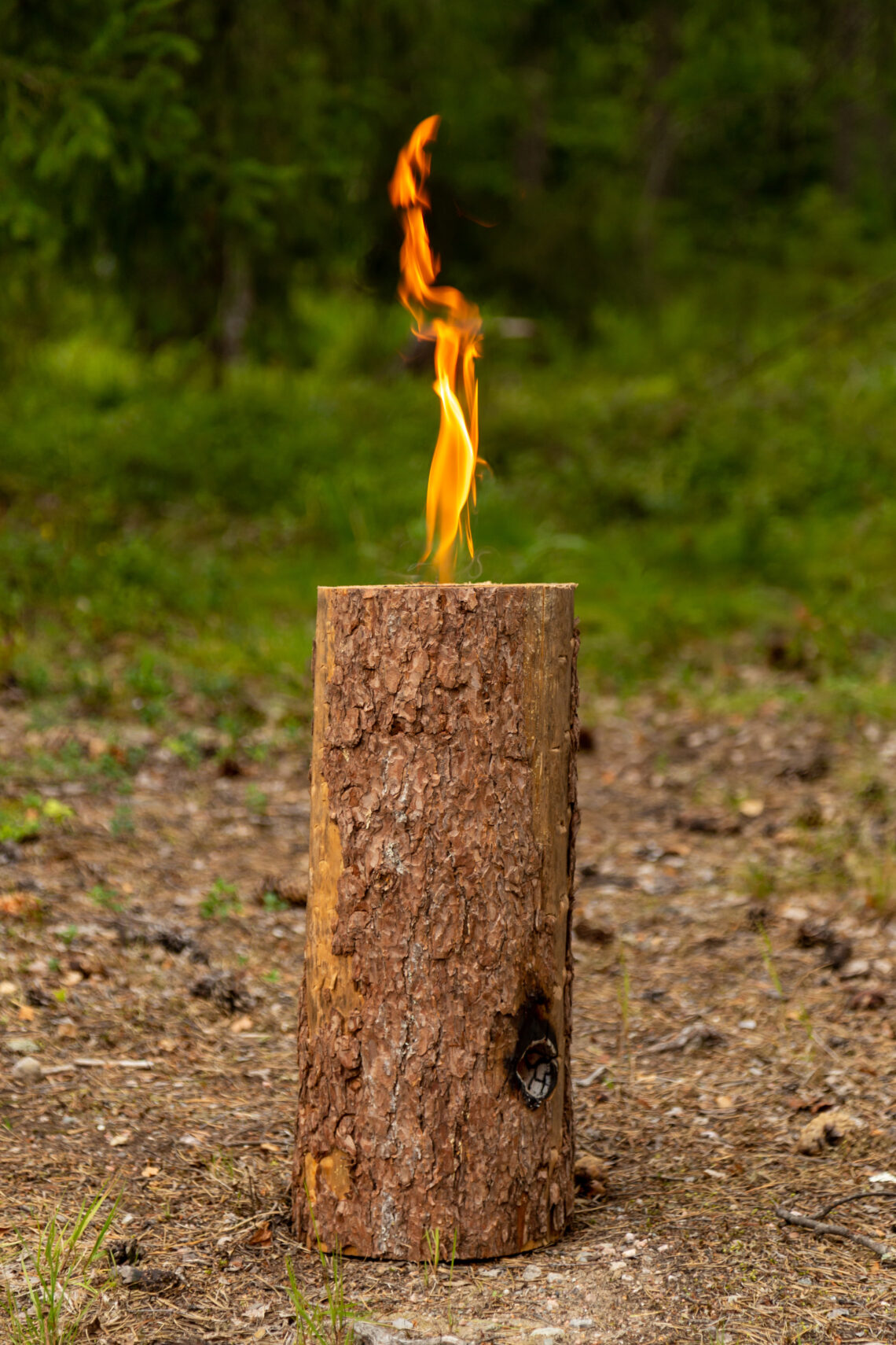 Jätkänkynttilä, 8 kpl x 50 cm lava - Metsolan Piha ja Puu